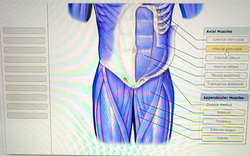 SOLVED: Axial Muscles External intercostals Internal intercostals ...