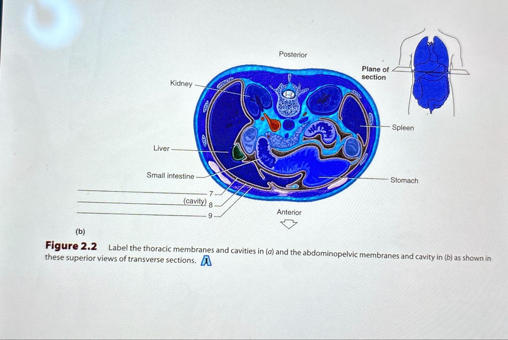 (b) Kidney Liver Posterior Plane of section Small intestine 7 (cavity ...