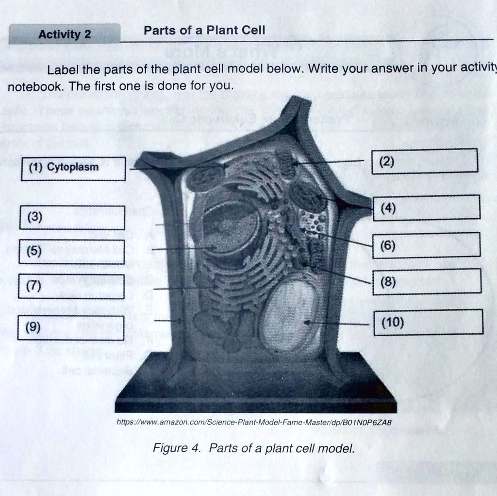 SOLVED: Label the parts of the plant cell model below. (1) Cytoplasm (2 ...