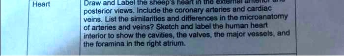 SOLVED: Text: Heart Posterior views. Include the coronary arteries and ...