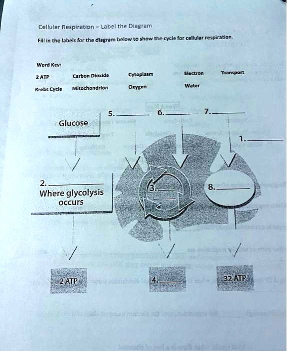 SOLVED: Cellular Respiration - Label the Diagram Fill in the labels for the diagram below to ...