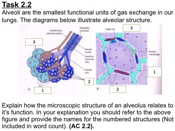 Task 2.2 Alveoli are the smallest functional units of gas exchange in ...