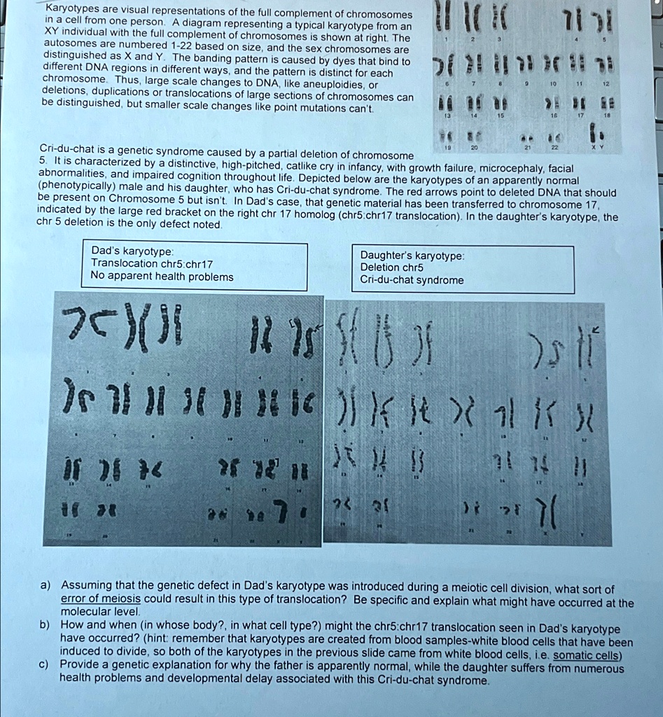 karyotypes are visual representations of the full complement of ...