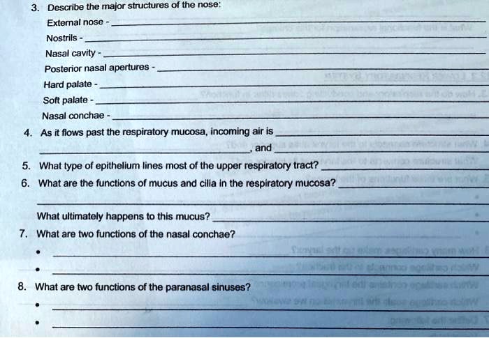 3. Describe the major structures of the nose: External nose - Nostrils ...