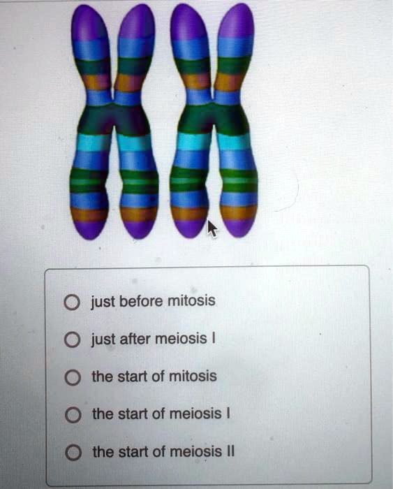 SOLVED: What stage of the cell's life cycle are the two chromosomes ...