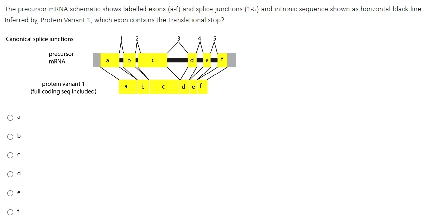 The precursor mRNA schematic shows labelled exons (a-f) and splice ...
