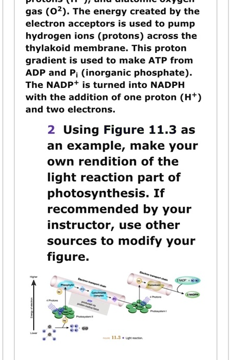gas (O2). The energy created by the electron acceptors is used to pump hydrogen ions (protons ...