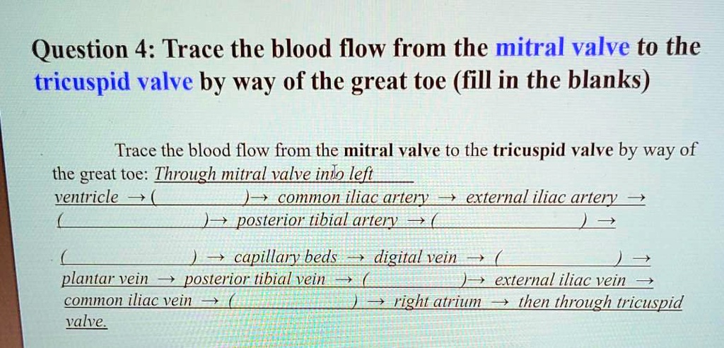 SOLVED: Question 4:Trace the blood flow from the mitral valve to the ...