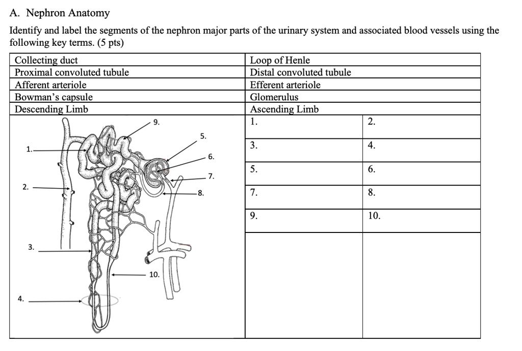 SOLVED: A. Nephron Anatomy Identify and label the segments of the ...