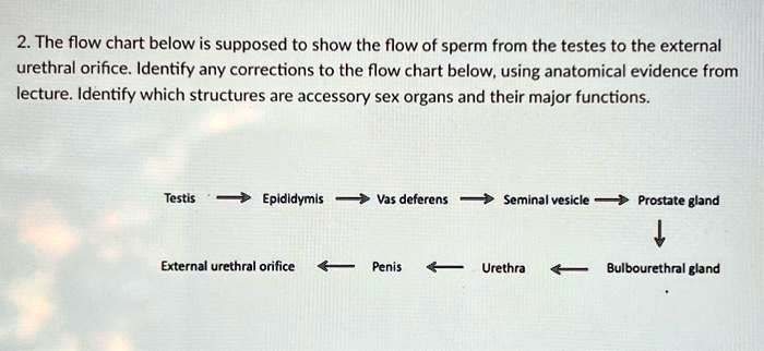 SOLVED: 2. The flow chart below is supposed to show the flow of sperm ...