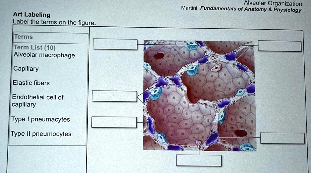 alveolar organization martini fundamentals of anatomy physiology art ...