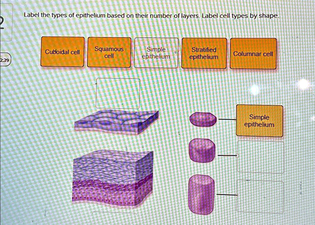 Label the types of epithelium based on their number of layers. Label ...