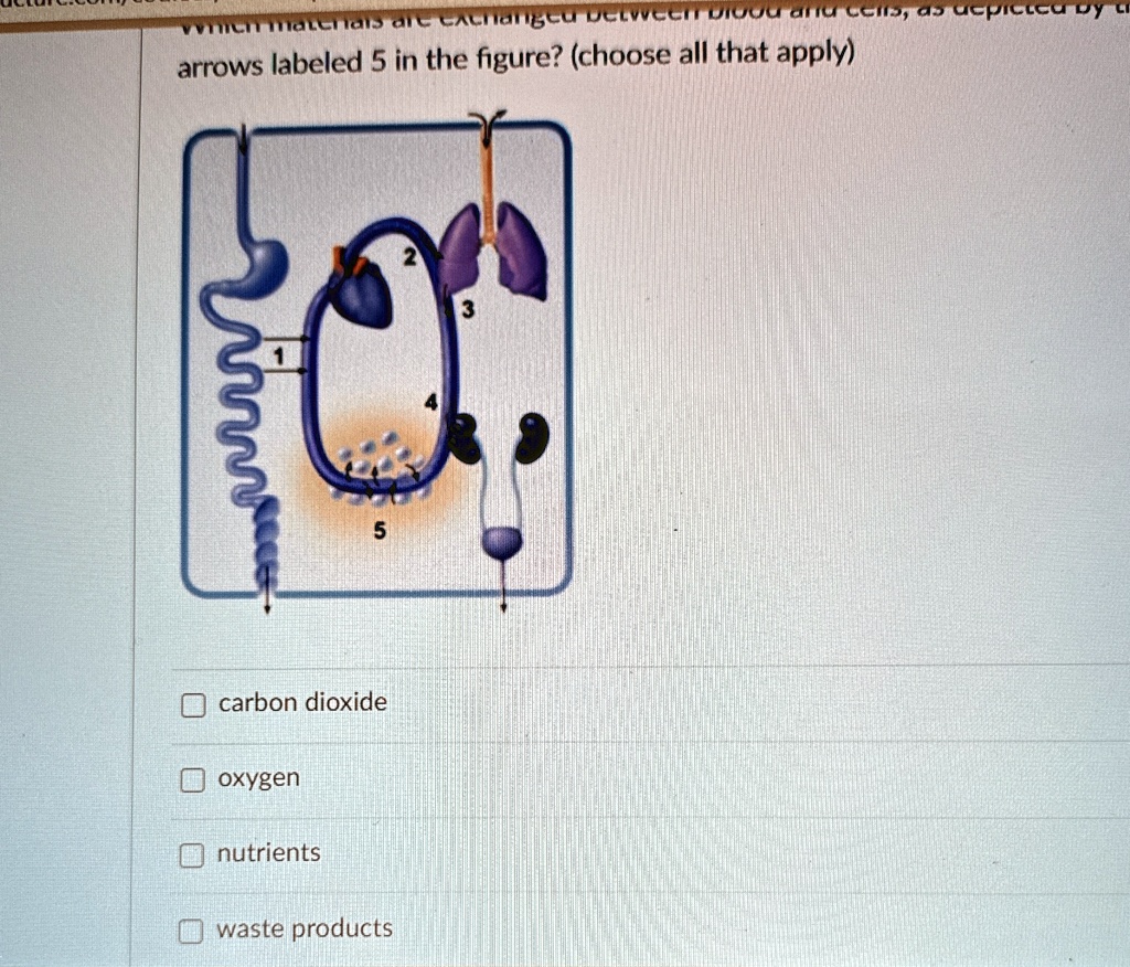 which materials are exchanged between blood and cells as depicted by ...