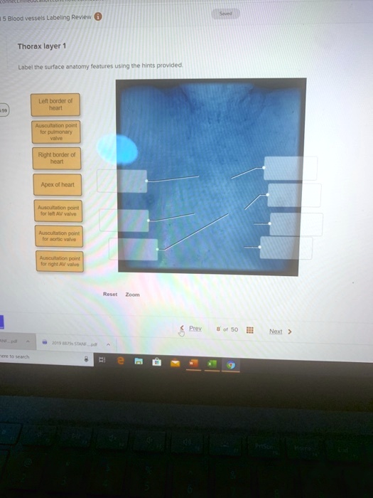 5 Blood vessels Labeling Review Thorax layer 1 Label the surface anatomy features using the ...