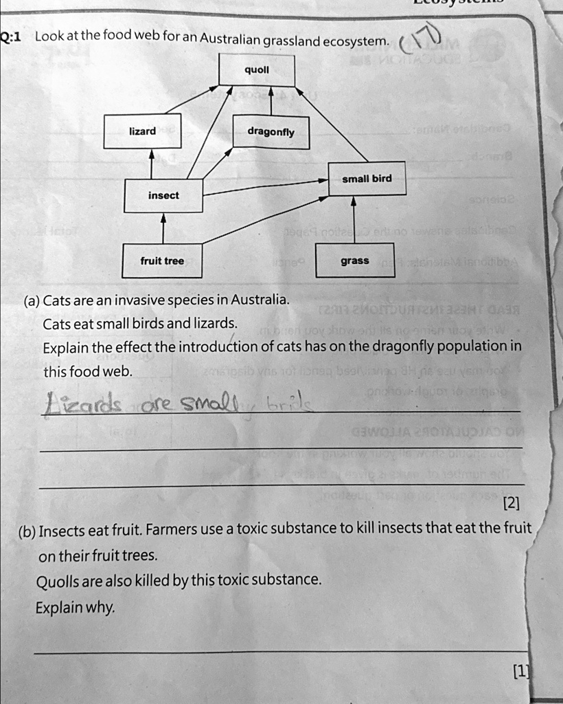 q1 look at the food web for an australian grassland ecosystem a cats ...