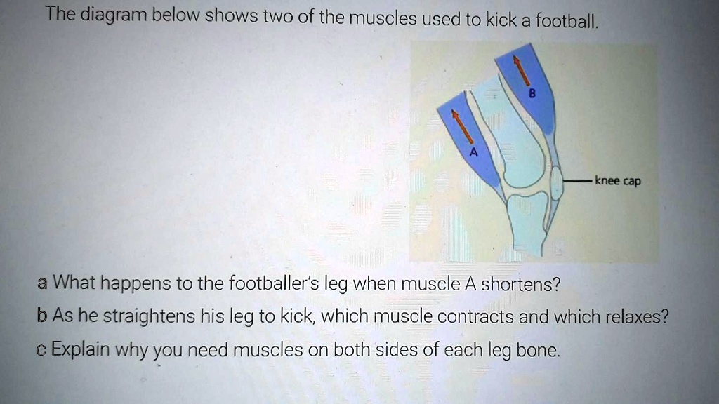 SOLVED: The diagram below shows two of the muscles used to kick a ...
