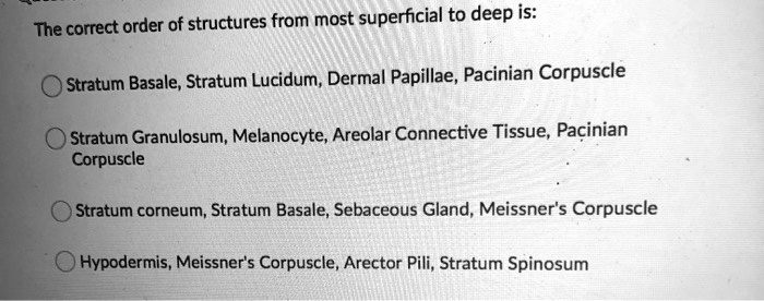 the correct order of structures from most superficial to deep is ...