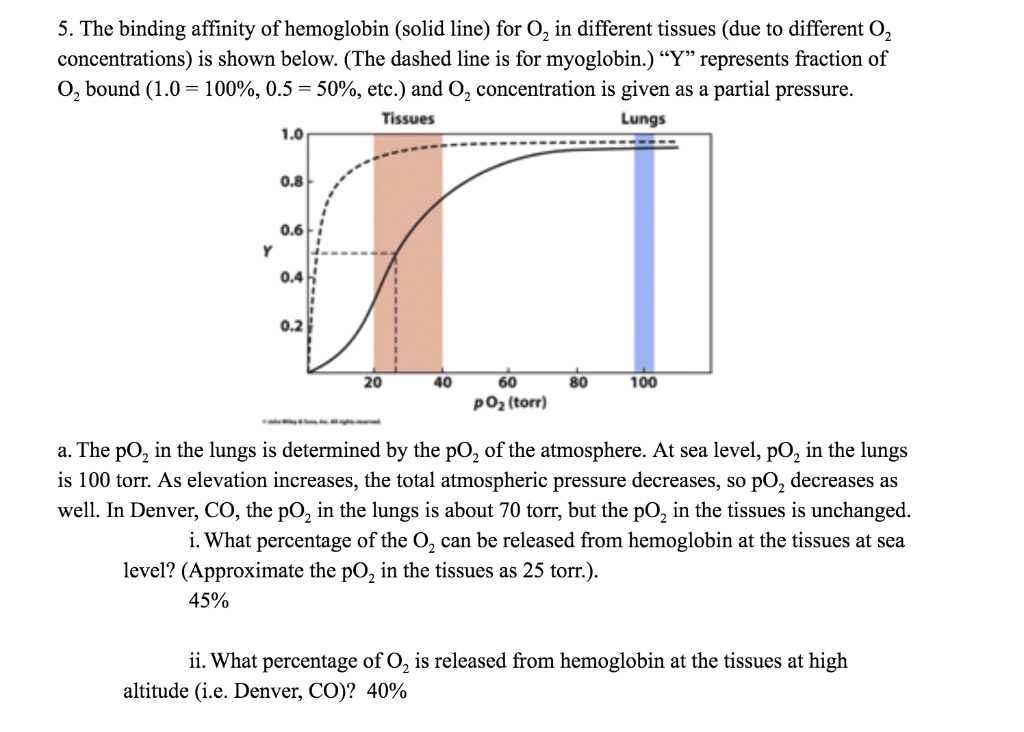 the binding affinity of hemoglobin solid line for 02 in different tissues due to different 02 ...
