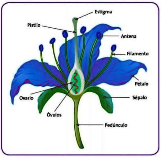 doy corona observa con atencion el siguiente dibujo y lee la ...