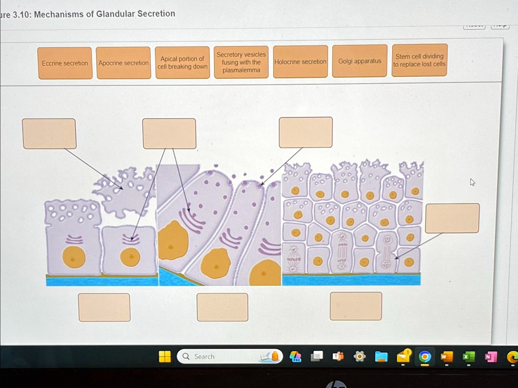 SOLVED: 1. re 3.10: Mechanisms of Glandular Secretion 2. re 3.10 ...
