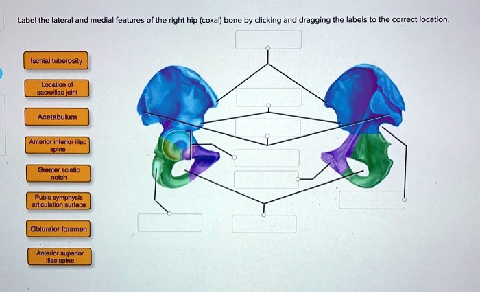 Label the lateral and medial features of the right hip (coxal) bone by ...