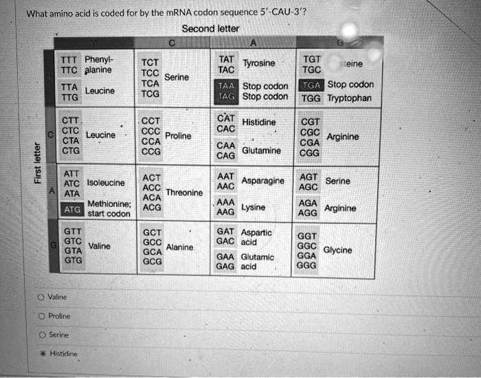 SOLVED: What amino acid is coded for by the mRNA codon sequence 5 CAU-3 ...