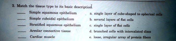 SOLVED: Match the tissue type to its basic descriptor: Simple squamous epithelium - single layer ...