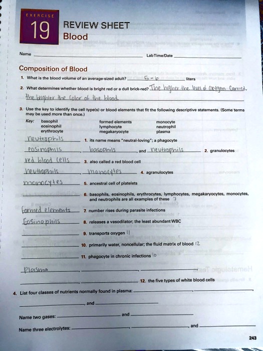 xercise review sheet 19 blood name lab timedate composition of blood 1 ... xercise review sheet 19 blood name lab timedate composition of blood 1 ...