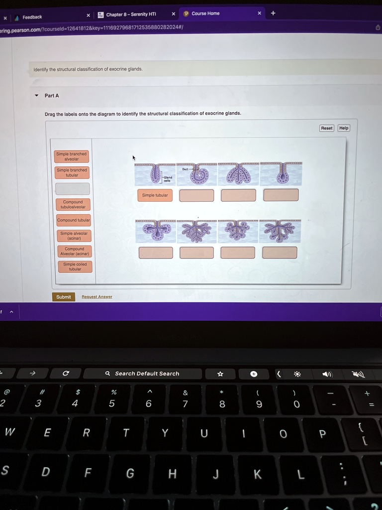 SOLVED: Identify the structural classification of exocrine glands. Part ...