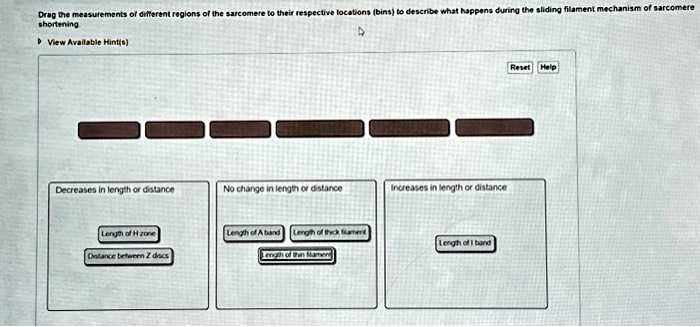 texts drag the measurements of different regions of the sarcomere to ...
