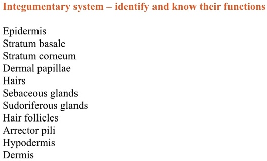Integumentary system - identify and know their functions Epidermis ...