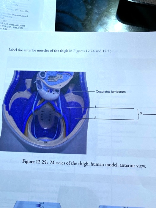 SOLVED: 44,652,655,686,686 c,684 Label the anterior muscles of the ...