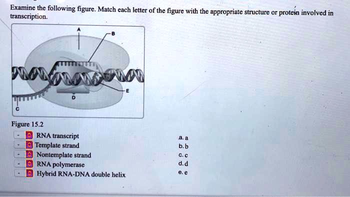 SOLVED: Examine the following figure. Match each letter of the figure ... SOLVED: Examine the following figure. Match each letter of the figure ...