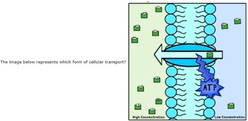 SOLVED: 'Please help me with this question A. Facilitated Diffusion B ... SOLVED: 'Please help me with this question A. Facilitated Diffusion B ...