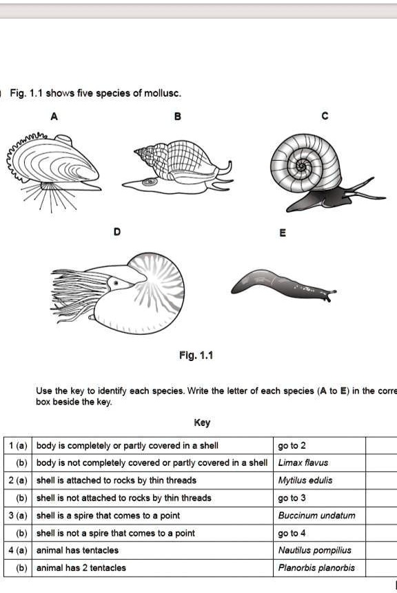 shows 5 species of mollusk use the key to identify each specie write ...