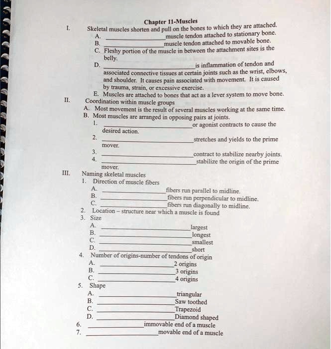 Chapter 11-Muscles I. Skeletal muscles shorten and pull on the bones to ...