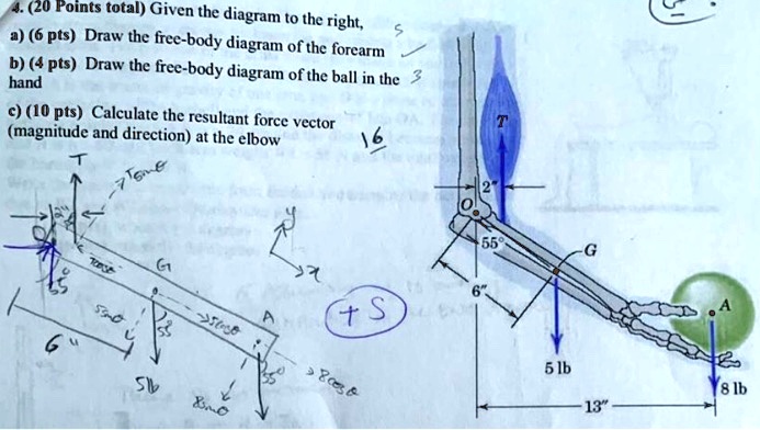 SOLVED: a) (6 pts) Draw the free-body diagram of the forearm b4 pts ...