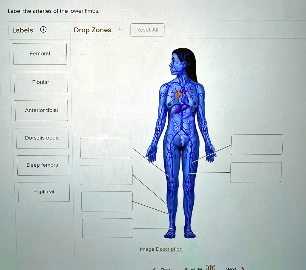 Label the arteries of the lower limbs. Labels Femoral Fibular Anterior ...