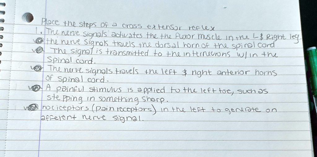 Place the steps of a cross extensor reflex 1. The nerve signals ...