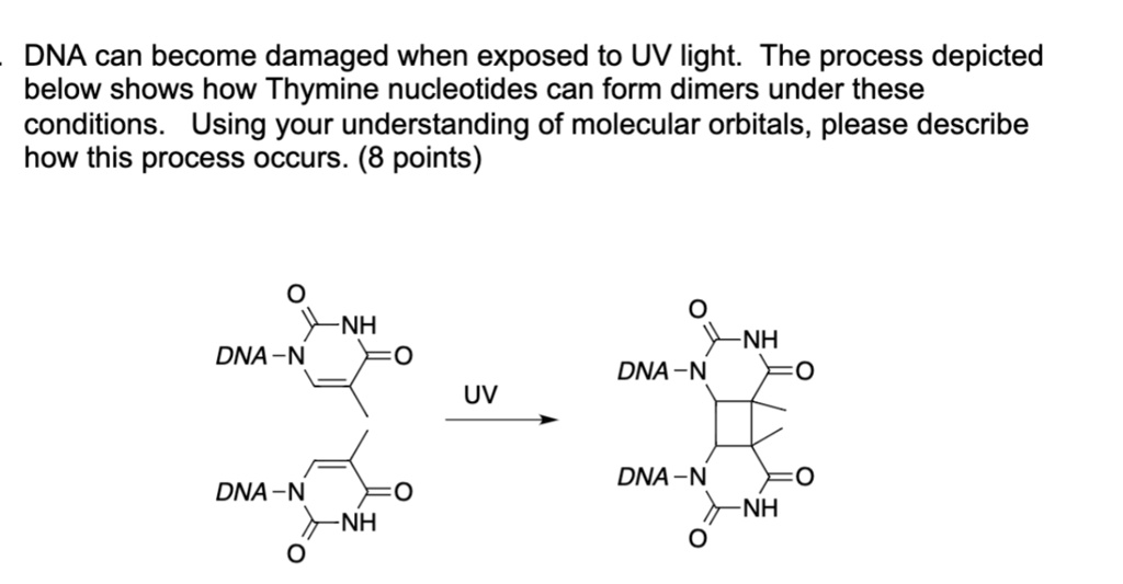 SOLVED: DNA can become damaged when exposed to UV light The process ...