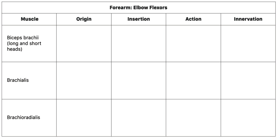 SOLVED: 'Forearm: Elbow Flexors Muscle Origin Insertion Action ...