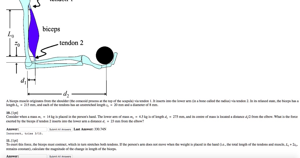 SOLVED: Biceps tendon: The biceps muscle originates from the shoulder ...