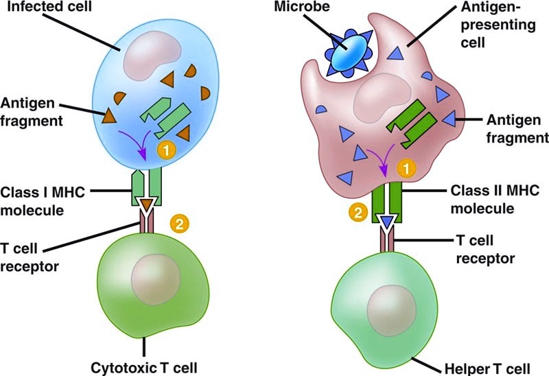 SOLVED: Infected cell Microbe Antigen- presenting cell Antigen fragment ...