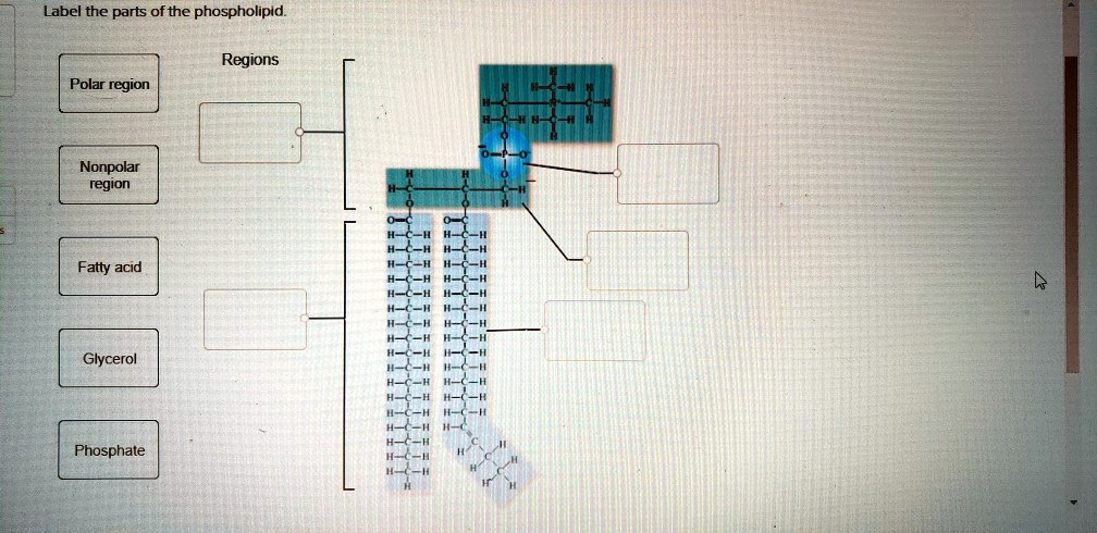 SOLVED: Label the parts of the phospholipid Regions Polar region ...