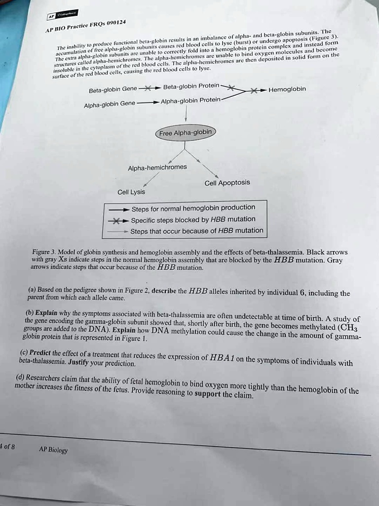 The inability to produce functional beta-globin results in an imbalance ...