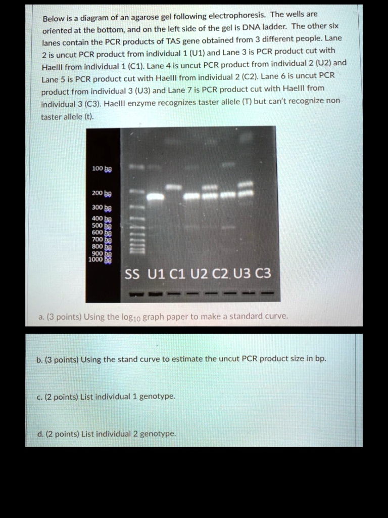 Below is a diagram of an agarose gel following electrophoresis. The ...