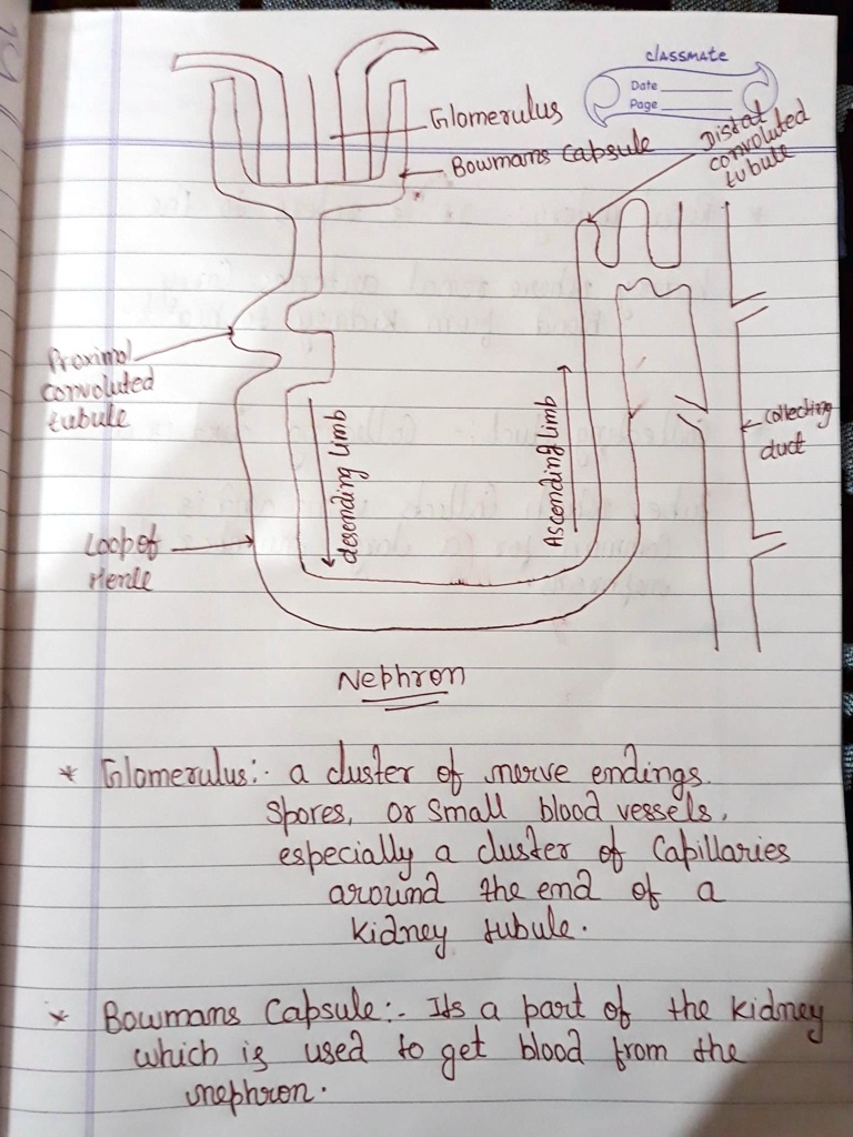 SOLVED: DRAW THE STRUCTURE OF A NEPHRON AND LABEL THE FOLLOWING ON IT: GLOMERULUS, BOWMAN'S ...