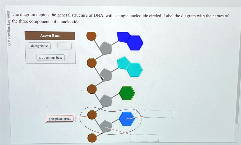 Macmillan Learning The diagram depicts the general structure of DNA, with a single nucleotide ...