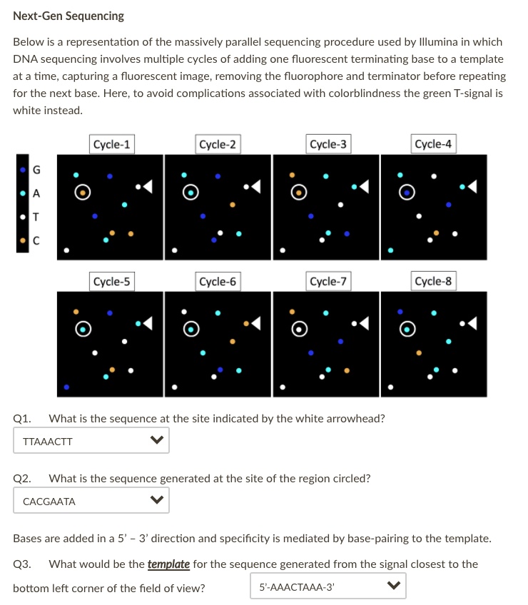 Next-Gen Sequencing Below is a representation of the massively parallel ...