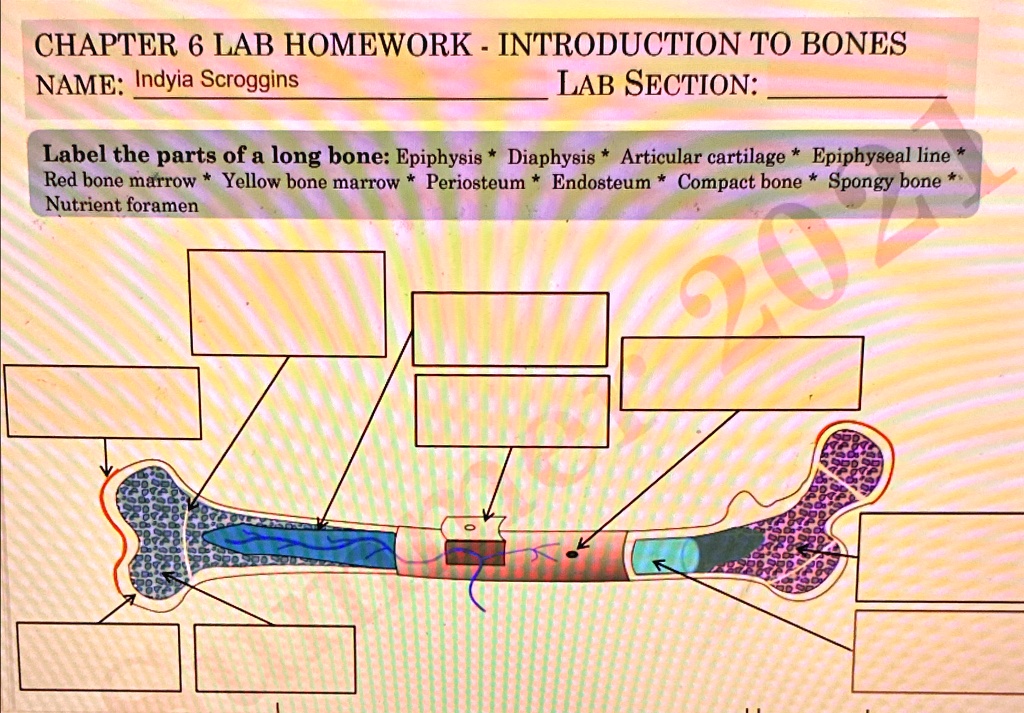 CHAPTER 6 LAB HOMEWORK - INTRODUCTION TO BONES NAME: Indyia Scroggins ...